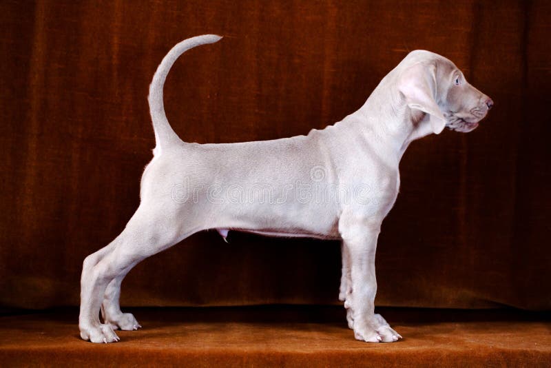 Perrito Del Azul De Weimaraner Imagen de archivo - Imagen de poco ...