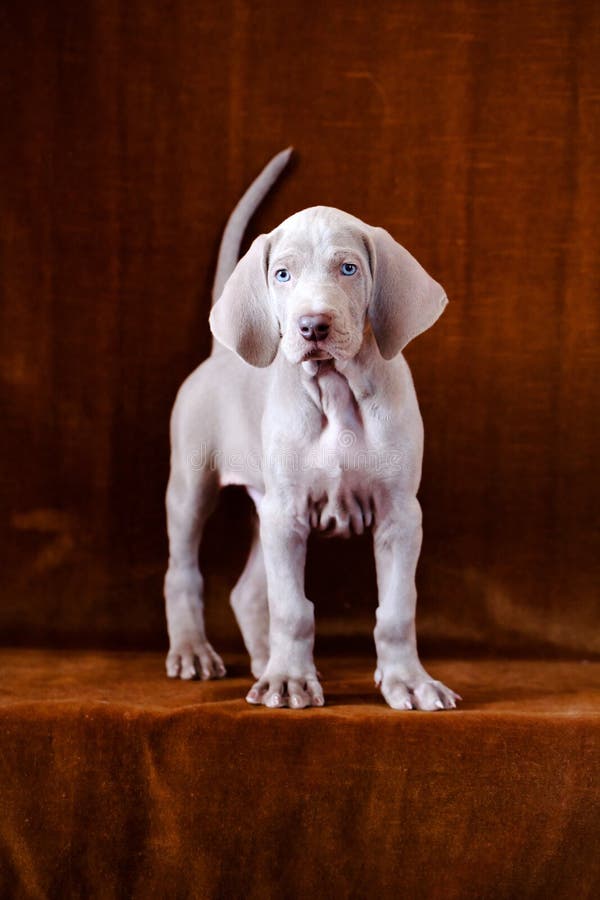 Perrito Del Azul De Weimaraner Foto de archivo - Imagen de perro ...