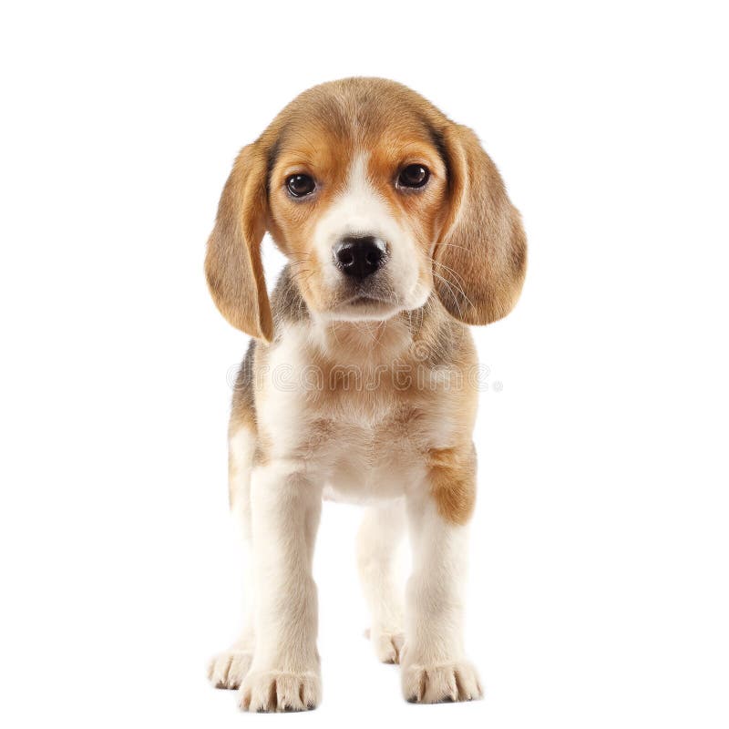 Perrito del beagle foto de archivo. Imagen de corte, canino - 13495378