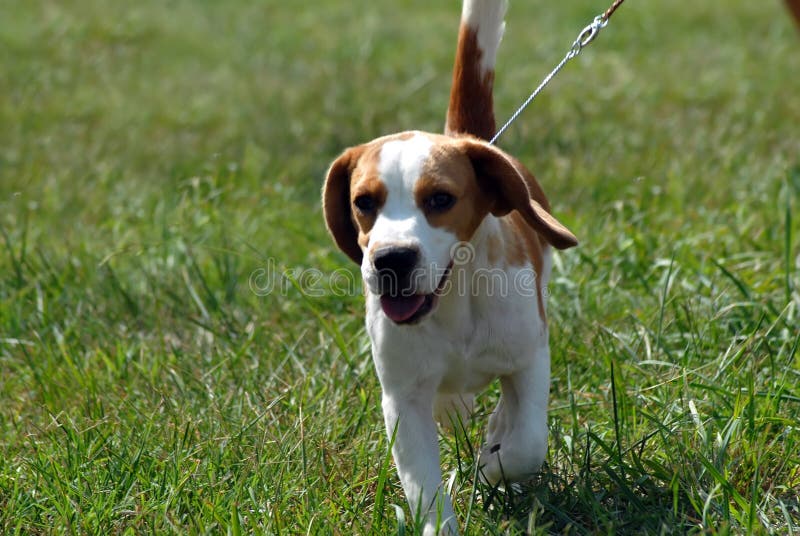 Perrito del beagle foto de archivo. Imagen de perro, lindo - 15189812