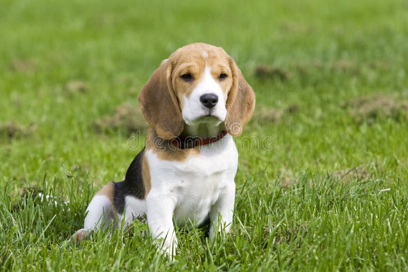 Perrito del beagle foto de archivo. Imagen de hermoso - 16169222