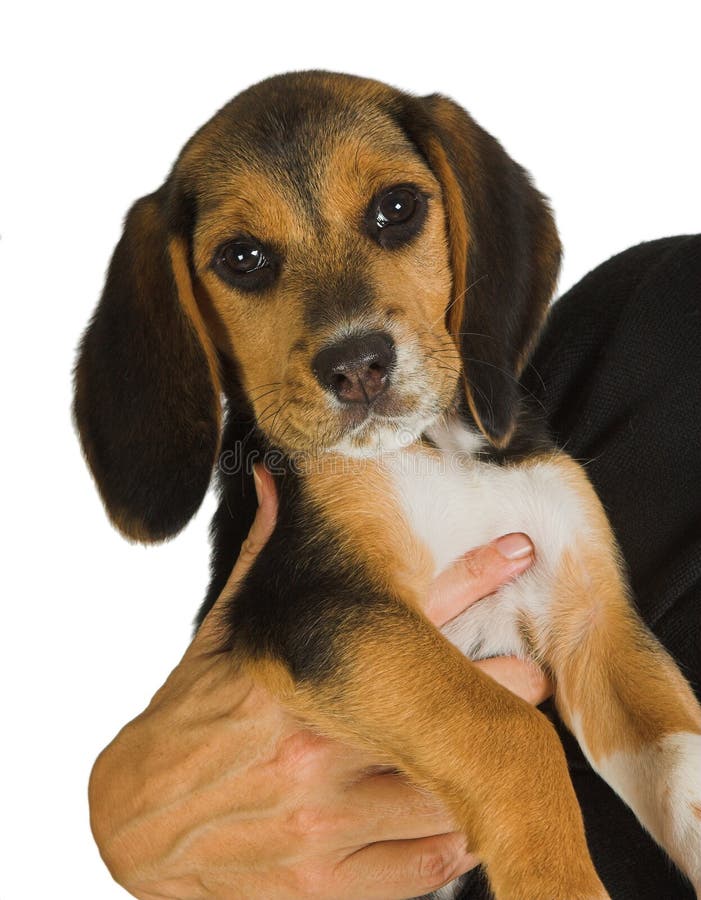 Perrito del beagle imagen de archivo. Imagen de patas - 1673667