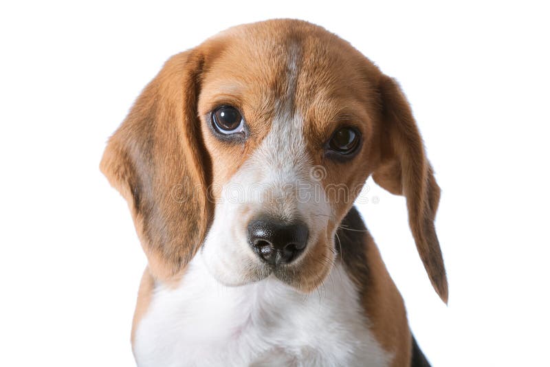Cachorro Joven De Tres Meses Beagles Perro Sentado Aislado Imagen de ...