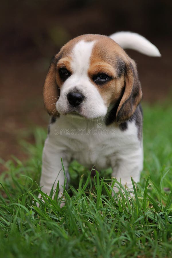 Perrito del beagle imagen de archivo. Imagen de cazador - 25009825