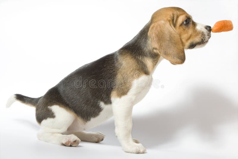 Perrito del beagle imagen de archivo. Imagen de doméstico - 3463633