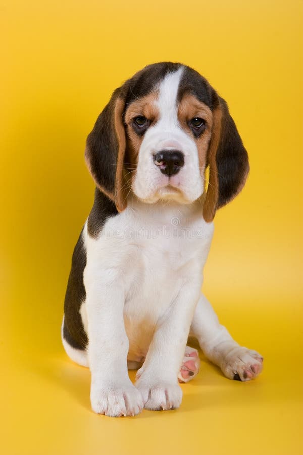 Perrito del beagle imagen de archivo. Imagen de amarillo - 5134419