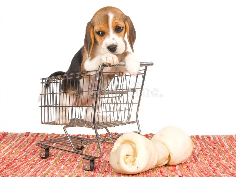 Perrito Del Beagle En Mini Carro De Compras Foto de archivo - Imagen de ...