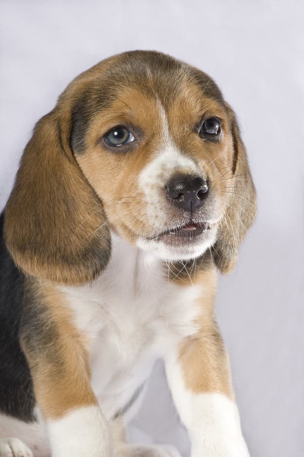 Perrito Del Beagle (portret) Foto de archivo - Imagen de aterrador ...