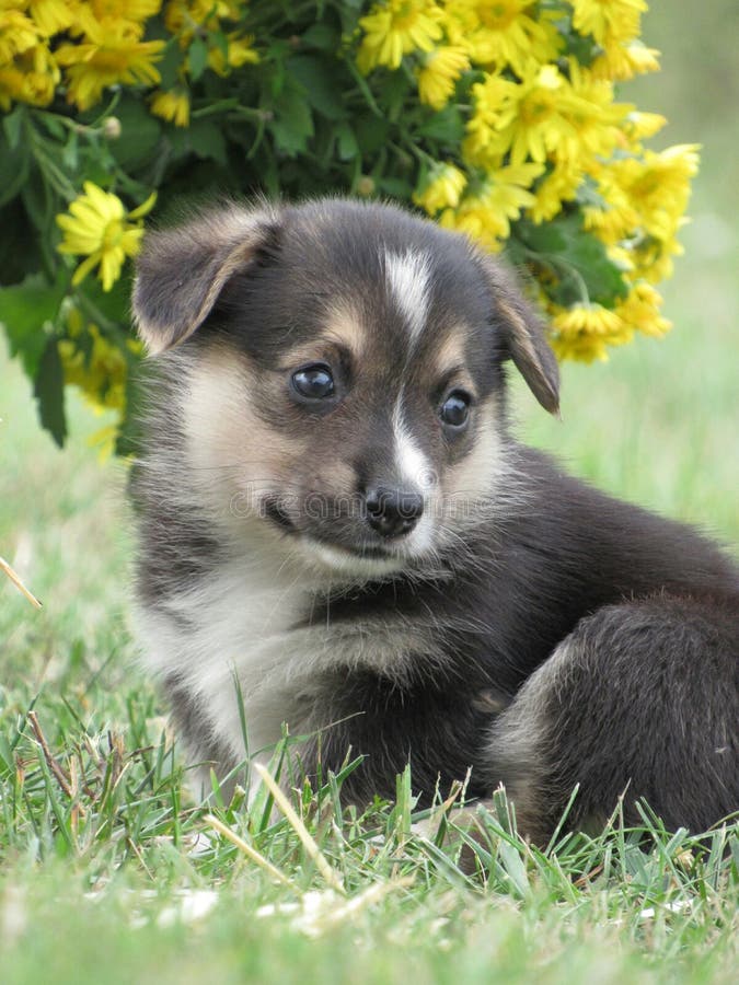 Perrito del Corgi imagen de archivo. Imagen de corgis - 102890691