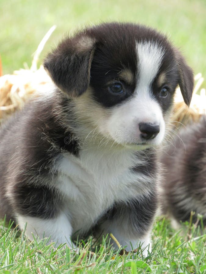 Perrito del Corgi foto de archivo. Imagen de lindo, corgi - 102890856