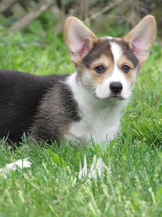 Perrito del Corgi foto de archivo. Imagen de perrito - 102892974