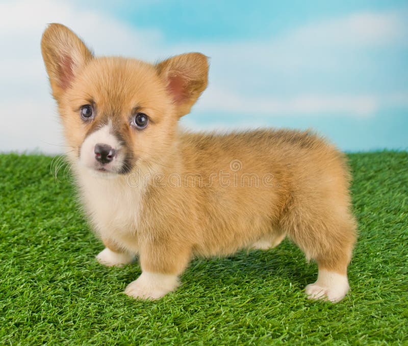 Perrito De Pembroke Welsh Corgi Que Se Sienta En Frente Aislado En ...