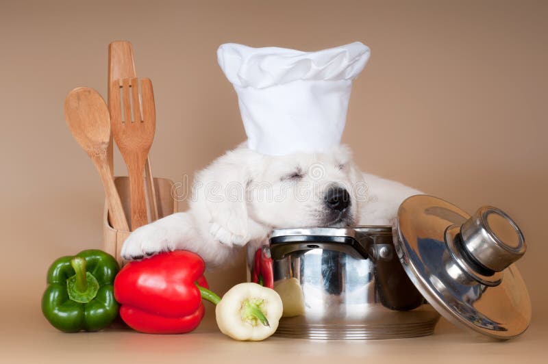 El Cocinar Del Perro Del Golden Retriever Foto de archivo - Imagen de ...
