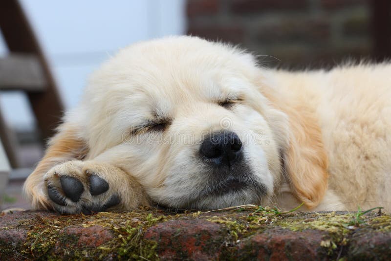 Perrito Del Golden Retriever El Dormir Imagen. Imagen: 16660024