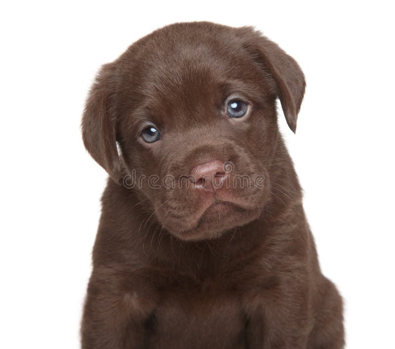 Perrito Del Labrador Retriever, Retrato Foto de archivo - Imagen de ...