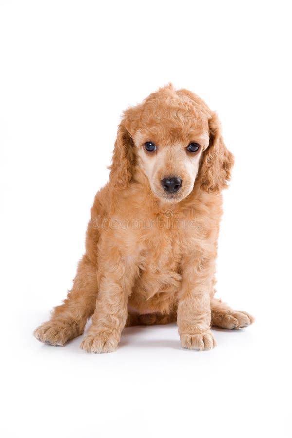 Perrito Del Media Del Caniche Foto de archivo - Imagen de doméstico ...
