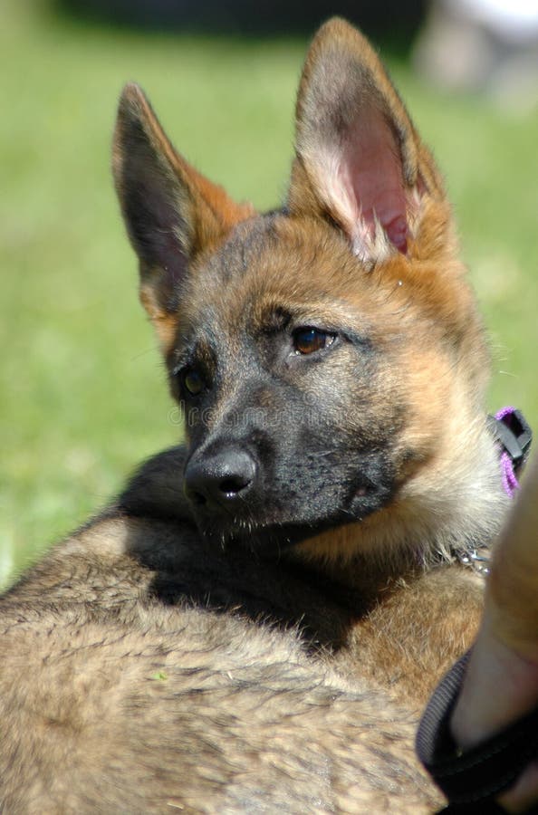 Perrito del pastor alemán imagen de archivo. Imagen de lindo - 1276823