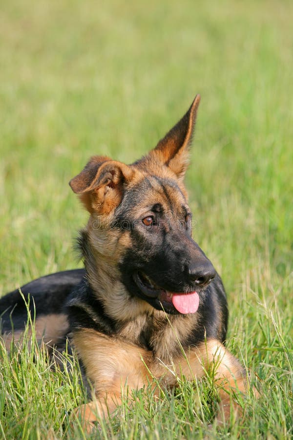 Perrito del pastor alemán imagen de archivo. Imagen de casta - 18176593