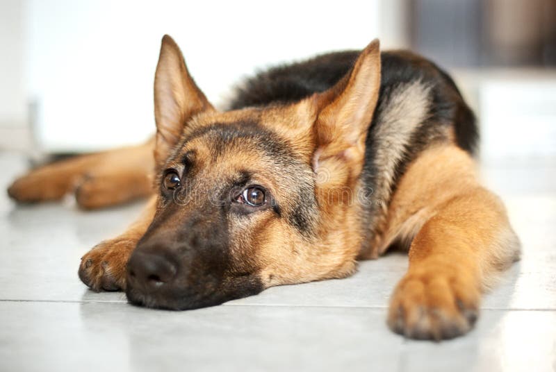Perrito del pastor alemán foto de archivo. Imagen de peludo - 22990564