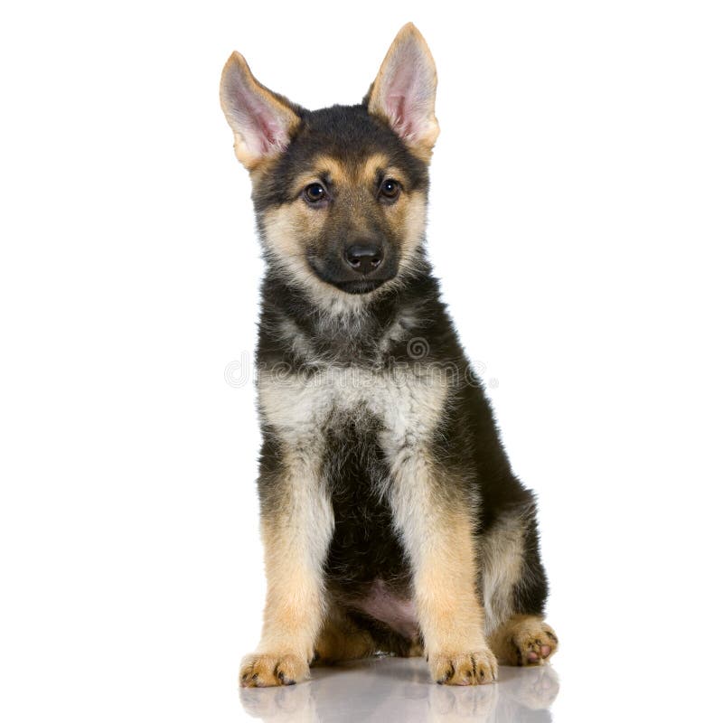 Perrito del pastor alemán imagen de archivo. Imagen de lindo - 2306795