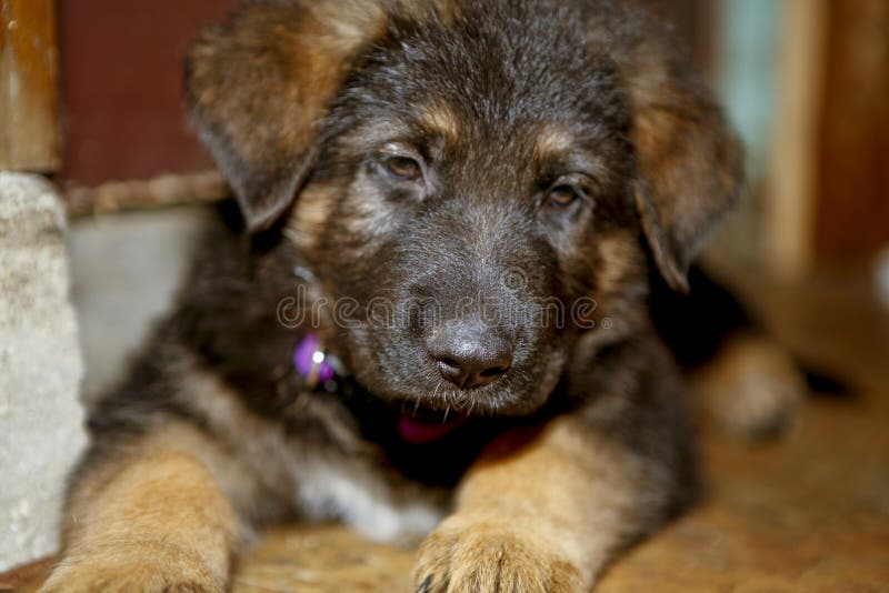 Perrito del pastor alemán imagen de archivo. Imagen de perro - 3645413