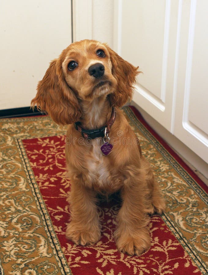 Perro De Aguas De Cocker Rubio Imagen de archivo - Imagen de rubio ...