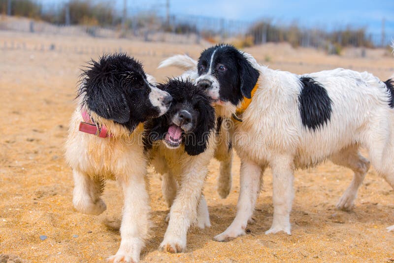 Perrito Del Perro De Landseer Foto de archivo - Imagen de cubo, hembra ...