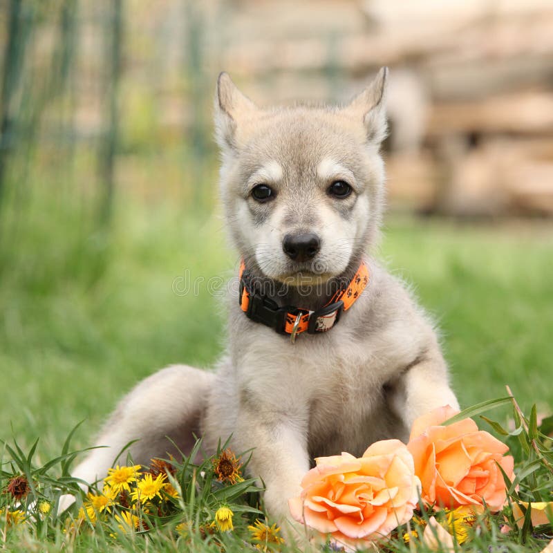 Perrito Del Perro Lobo De Saarloos Con La Flor Foto de archivo - Imagen ...