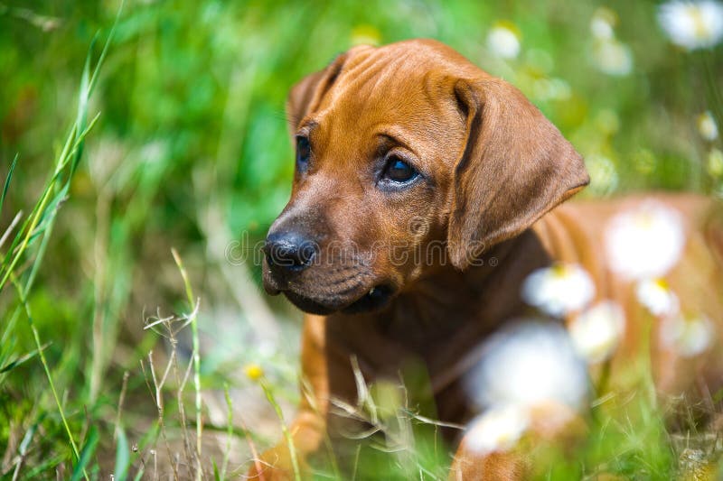 Perrito Del Ridgeback De Rhodesian En Un Campo Imagen de archivo ...