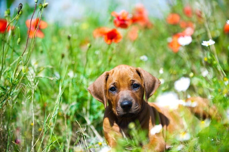 Perrito Del Ridgeback De Rhodesian En Un Campo Imagen de archivo ...