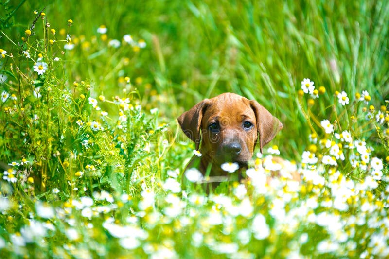 Perrito Del Ridgeback De Rhodesian En Un Campo Imagen de archivo ...