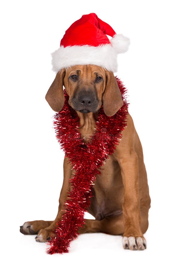 Perrito Del Ridgeback De Rhodesian En Un Sombrero De Santa Foto de ...