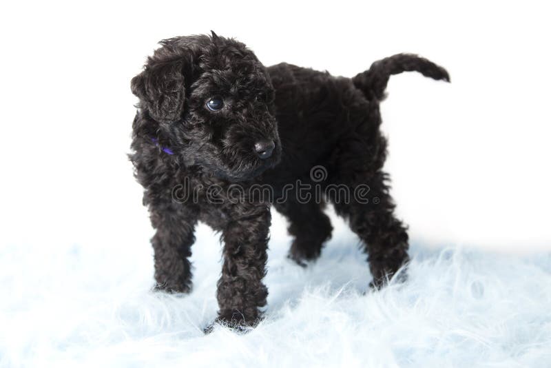 Perrito Del Terrier De Azul De Kerry Imagen de archivo - Imagen de ...