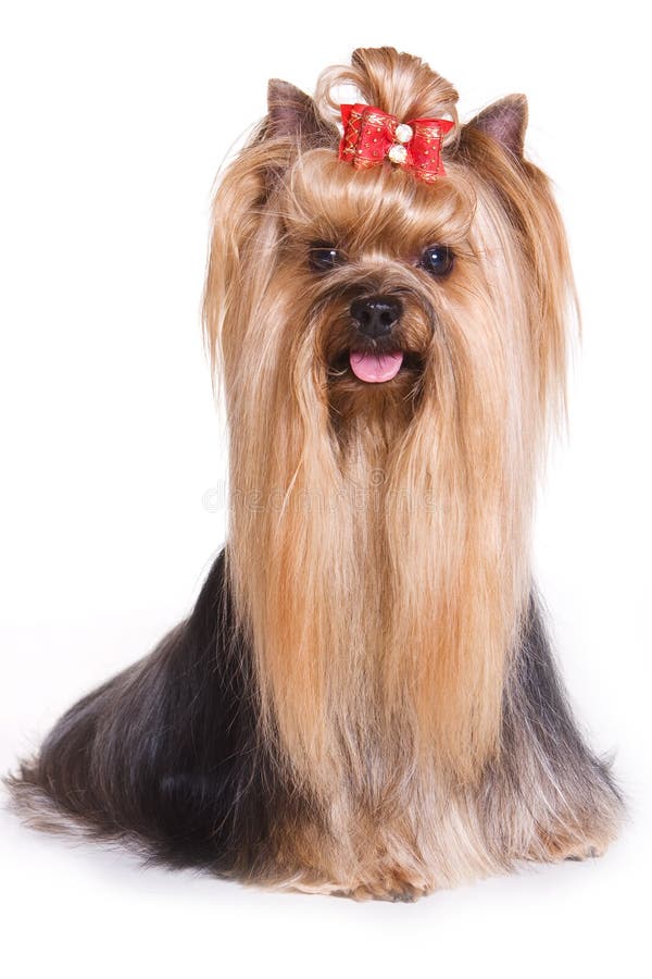Perrito Del Terrier De Yorkshire Imagen de archivo - Imagen de aislado ...