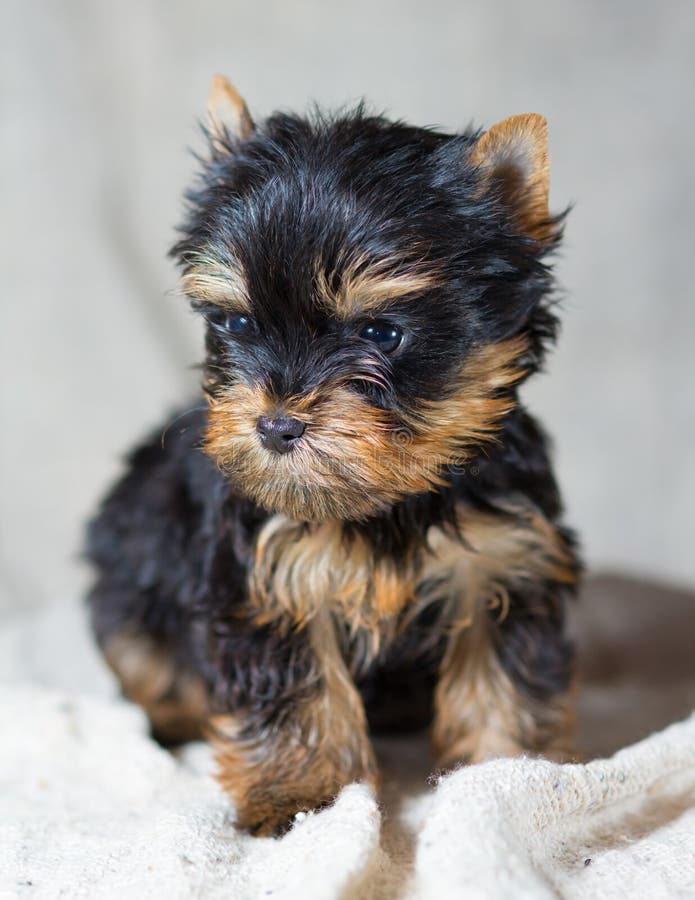 Perrito Del Terrier De Yorkshire Imagen de archivo - Imagen de ...