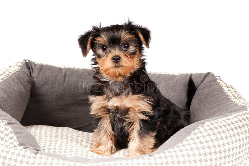 Perrito Del Terrier De Yorkshire Foto de archivo - Imagen de perrito ...