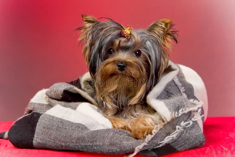 Perrito Del Terrier De Yorkshire Imagen de archivo - Imagen de fondo ...