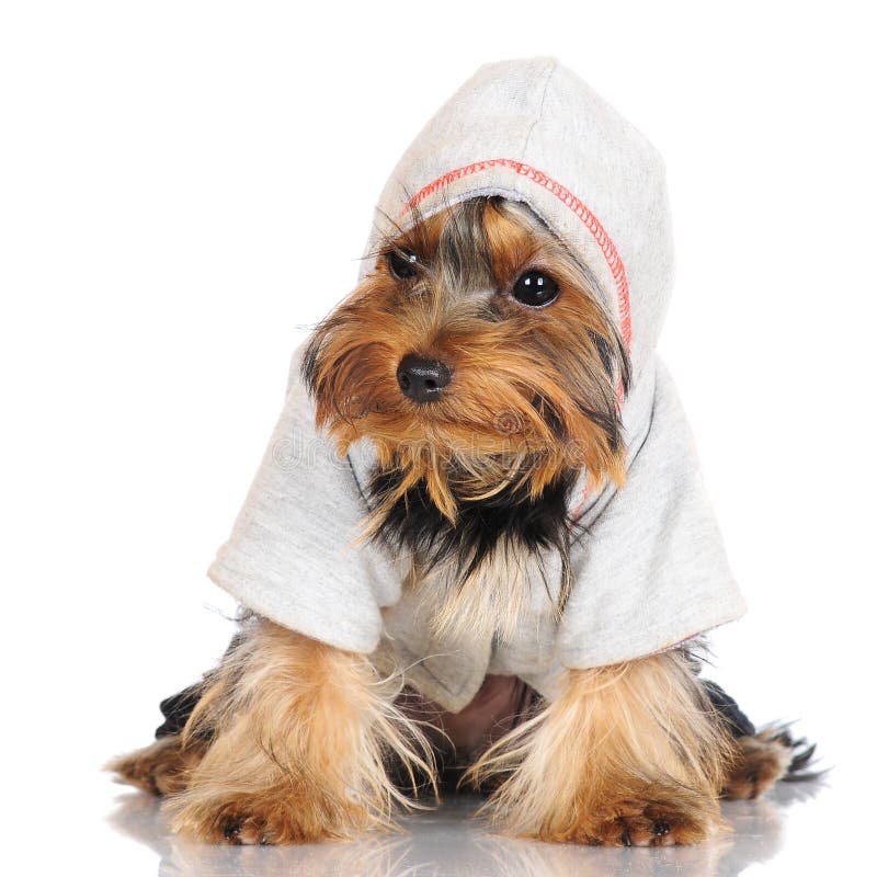 Perrito Del Terrier De Yorkshire Imagen de archivo - Imagen de melenudo ...