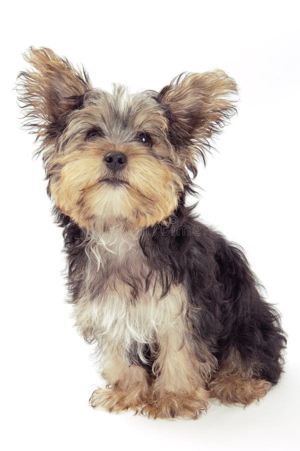 Perrito Del Terrier De Yorkshire, Aislado En Blanco Foto de archivo ...