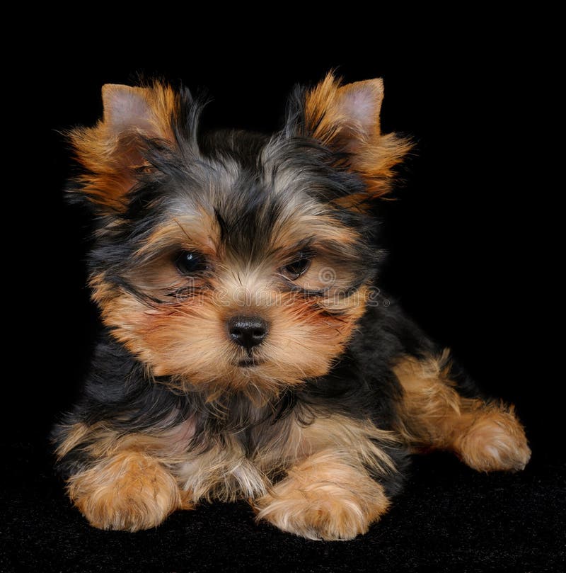 Perrito Del Terrier De Yorkshire En Negro Imagen de archivo - Imagen de ...