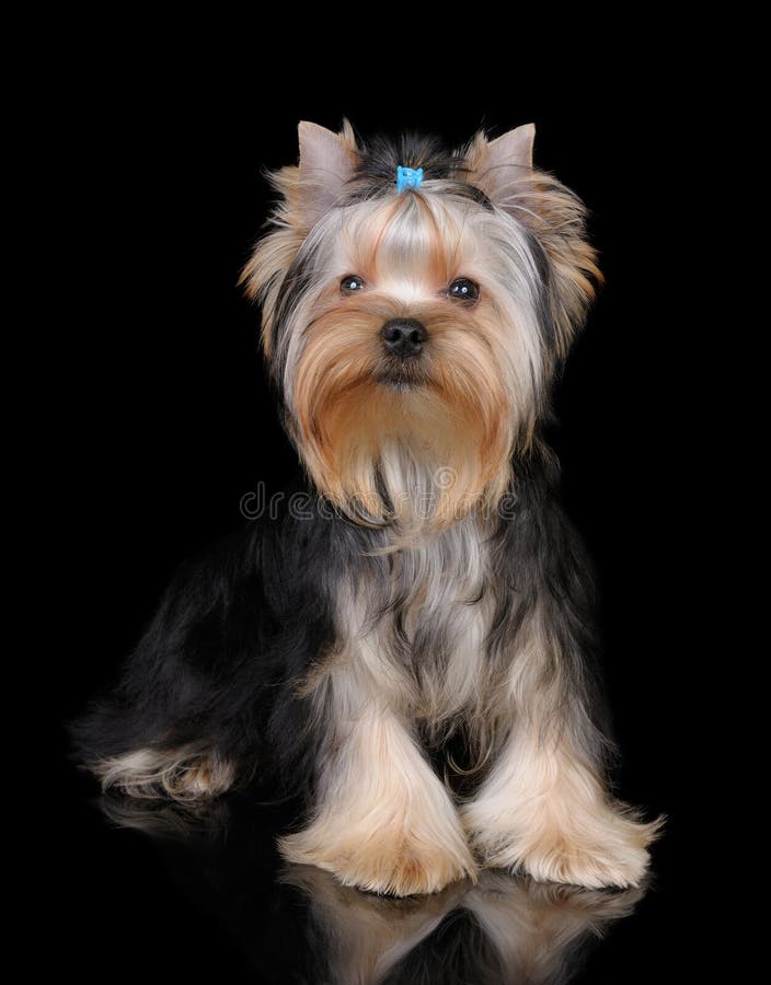 Perrito Del Terrier De Yorkshire En Negro Imagen de archivo - Imagen de ...