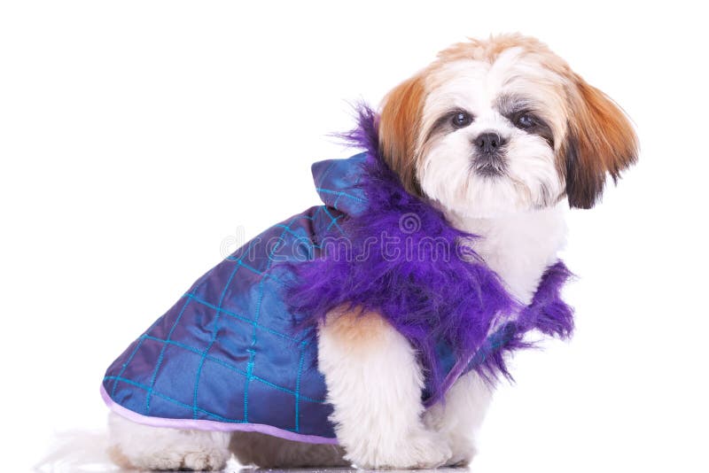 Perrito Del Tzu De Shih Vestido Como Un Chulo Imagen de archivo ...