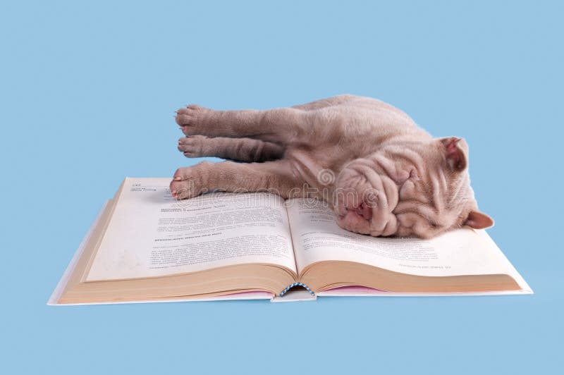 Perrito dormido imagen de archivo. Imagen de libro, bebé - 14786567