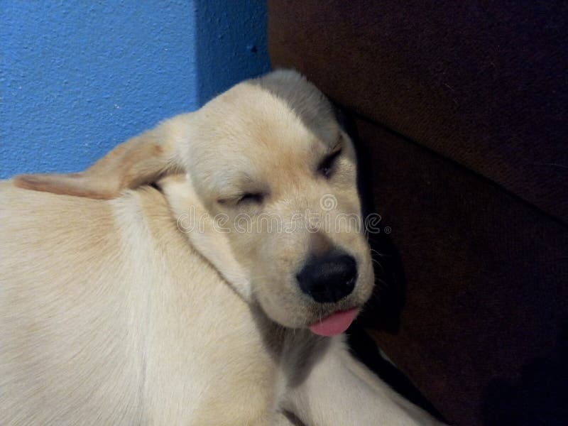 Perrito Dormido En Luz Y Sombra Imagen de archivo - Imagen de ...