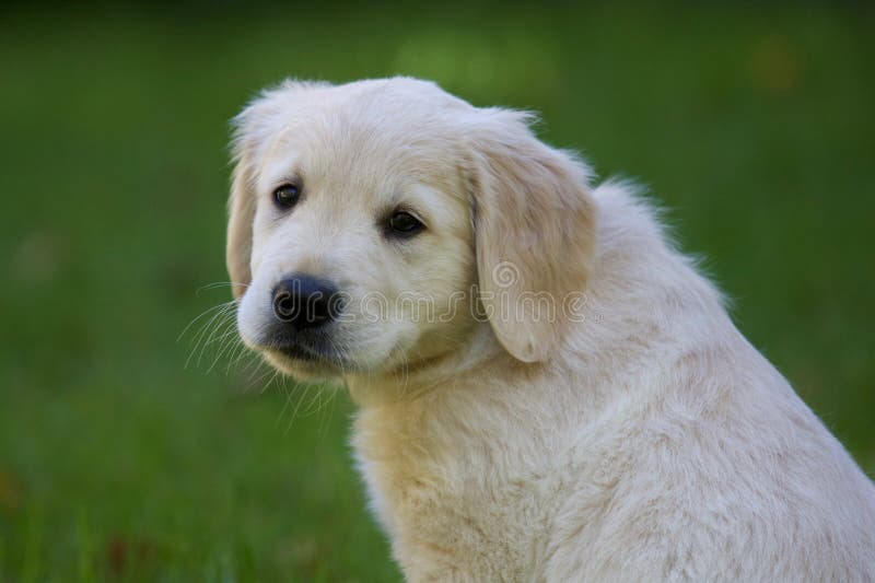 Perrito dulce imagen de archivo. Imagen de animal, exterior - 102278709