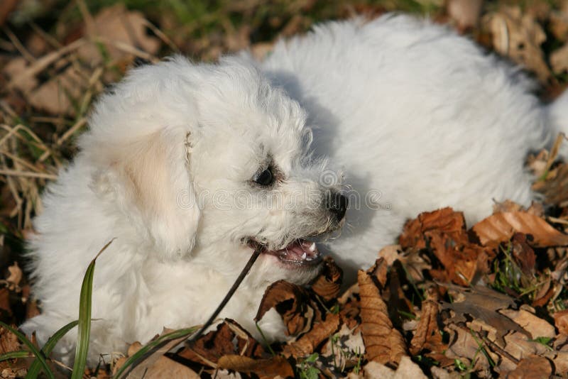 Perrito dulce foto de archivo. Imagen de travieso, fauna - 12367688