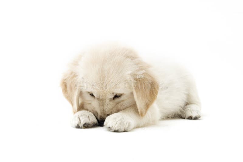 Perrito dulce foto de archivo. Imagen de adorable, recuperador - 409824