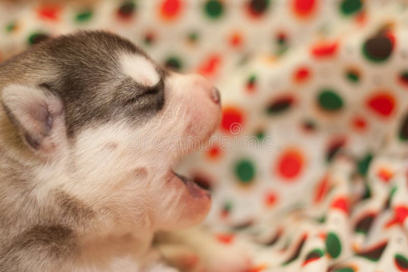 Perrito dulce imagen de archivo. Imagen de sonrisa, colores - 44247375