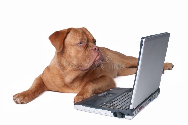 Perrito Elegante Con La Computadora Portátil Foto de archivo - Imagen ...