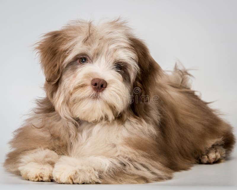 Perrito en estudio foto de archivo. Imagen de fino, mascotas - 106731634